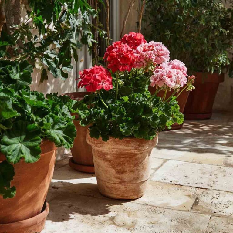 12 Potted Flowers for Patio Ideas That Look Jaw-Dropping - DecorPedlar